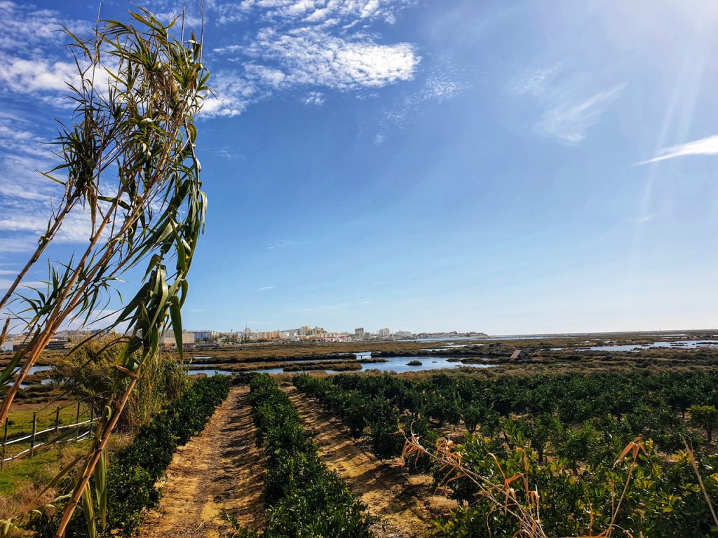 Hiking from Faro to the Beach | Visiting Faro